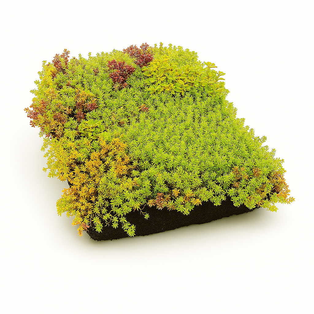 Shop Sedum Roof Modular System Online | Sky Garden