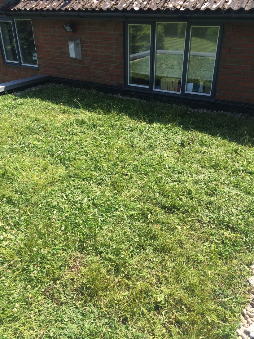 Natural Roof Transformation: Burntwood Grove, Sevenoaks | Sky Garden